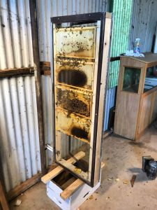 25 Free DIY Beehive Plans to Build Your Own Bee Box